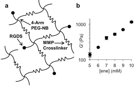 Schematic Representation Of Polyethylene Glycol Peg