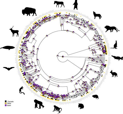 Elli Rammenou On Linkedin The Evolution Of Same Sex Sexual Behaviour In Mammals Nature
