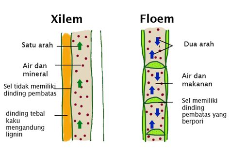 Jaringan Pembuluh Tumbuhan Xilem Dan Floem