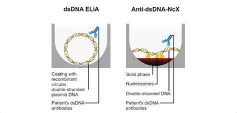 Diagrams And Comparison Of Both Dsdna Antibody Detection Methods