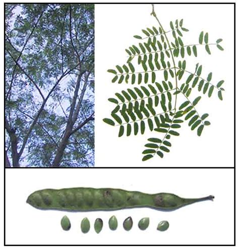 Ipil Ipil Leucaena Glauca Santa Elena Yin He Huan Herbal Therapy