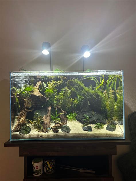 My Year Old Uns 60a Rplantedtank