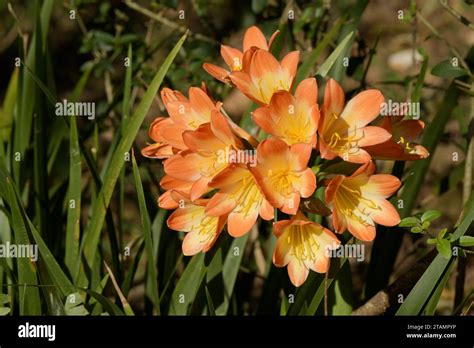 Beautiful Flowers Of Bush Lily Clivia Minimata Growing In Wild