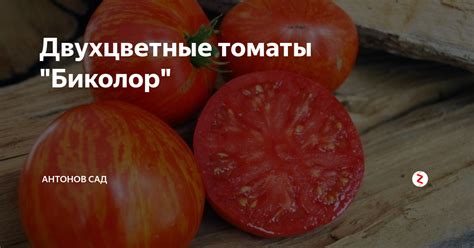 Двухцветные томаты "Биколор" | Антонов сад - дача и огород | Дзен