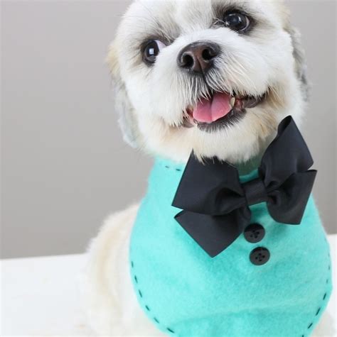 Como Fazer Lacinho Para Cachorro Tutorial E Inspirações 🐩