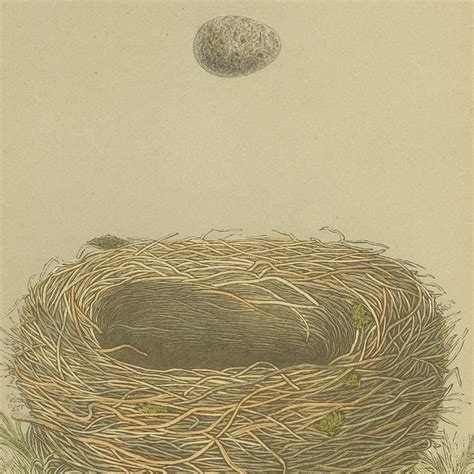 鳥の巣と卵 図版「meadow Pipit」／イギリス1853年 Guignol ギニョール Web Shop
