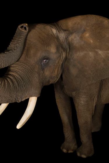 African Elephant Facts And Photos