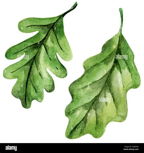 Hand Draw Watercolour Illustration Green Oak Leaves Multicolour Sketch