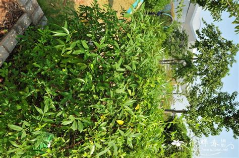 竹叶花椒zanthoxylum Armatum 花卉图片网