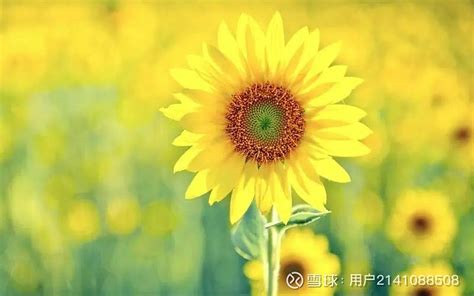 植物的生存策略：揭示植物如何适应不同环境和抵御外界威胁 植物在适应不同环境和抵御外界威胁方面有着各种生存策略。以下是一些常见的植物生存策略