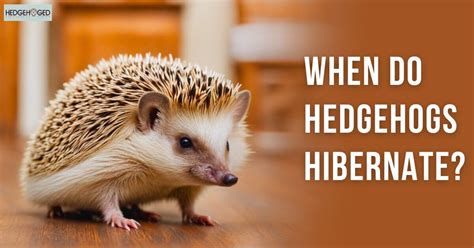 When Do Hedgehogs Hibernate And Why All You Need To Know