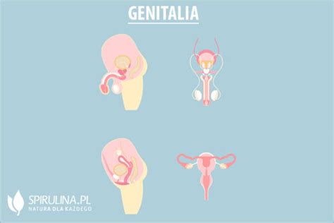 Genitalia Algi Spirulina I Chlorella
