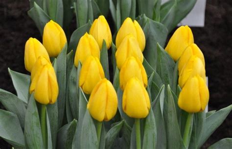 Tulp Novisun Geel