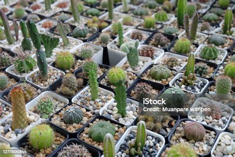 냄비에 선인장의 그룹 Succulents 화분에 작은 집 식물 집 인테리어 항아리에 흰색 최소한의 선인장 0명에 대한 스톡 사진