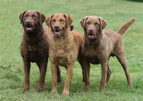 Chesapeake Bay Retriever All 3 Colors Chocolate Dead Grass Sedge