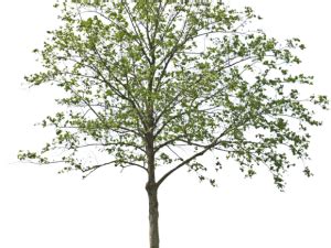 Architecture Tree Abstract Green Organic Designs PNG PNG All