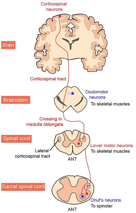 Diagram Of Lower Motor Neuron Upper And Lower Motor Neuron Les