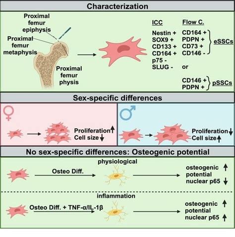 Analyzing Sex Specific Dimorphism In Human Skeletal Stem Cells