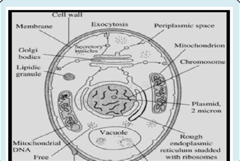 Generalized Structure Of Yeast Cell Download Scientific Diagram