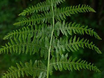 Bracken Fern Medicinal Herb Info