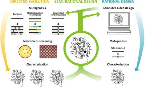 Figure 1 From Adapting Proteins For Clinical And Industrial Use