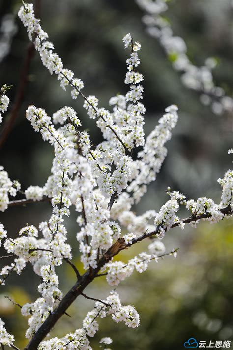花满枝头春意浓大山谷图库