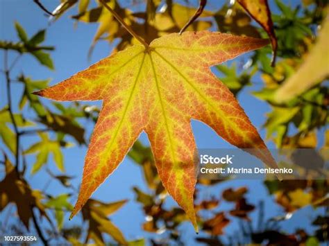 가 노란색과 금색 Liquidambar Styraciflua 푸른 하늘에 대 한 호박 나무 잎 클로즈업의 흐릿한 배경 초점에