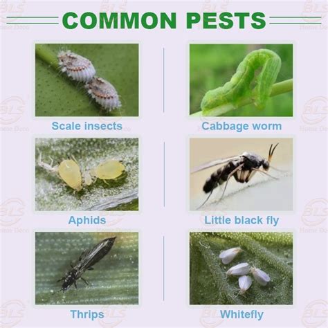 50g 250g Dinotefuran Pesticide Garden Insecticide Kill Scale Insect Aphids Whitefly 小白药 呋虫胺