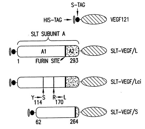Recombinant Proteins Containing Shiga Like Toxin And Vascular