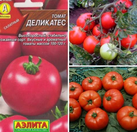 Томат Деликатес описание сорта и характеристика: достоинства и ...