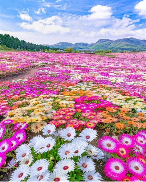 อรุณสวั รูปภาพวิวธรรมชาติสวยๆ ดอกไม้ ทะเล สุดสวย น่าร้กๆ