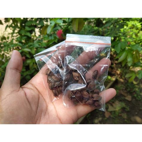 Jual Biji Bunga Air Mata Pengantin 25 Biji Shopee Indonesia