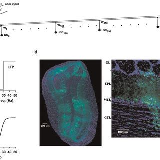 The Process Of Column Formation A Schematic Representation Of The Download Scientific