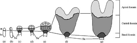 A Schematic Drawing Showing Representative Stages Of Arabidopsis Embryo