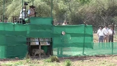 Pm Modi Releases 8 Cheetahs Into Kuno National Park In Mp The Hitavada