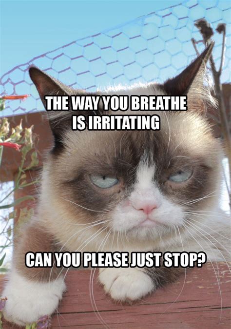 The 21 Best Grumpy Cat Memes And Quotes About Love And Life Artofit
