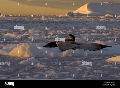 Leopard Seals Hydrurga Leptonyx Resting On A Glacial Ice Off The