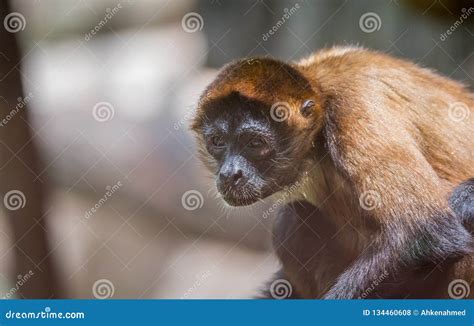 Geoffroy S Spider Monkey Ateles Geoffroyi AKA The Black Handed Spider