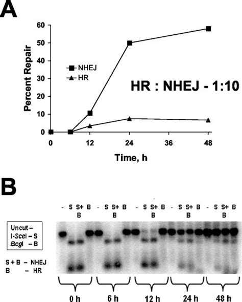 U87 Glioma Cells Carry Out Hrr And Nhej U87 Dr Gfp Cells Were Infected Download Scientific