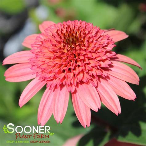 Rapsberry Truffle™ Coneflower Sooner Plant Farm