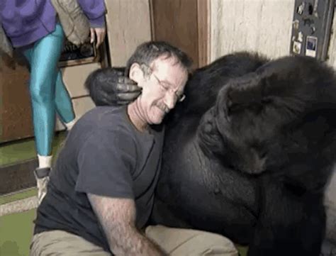 Koko The Gorilla Is Also Pretty Upset We Lost This Brilliant Man  On Imgur