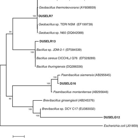 Phylogenetic Dendrogram Showing The Relationship Between 16s Rrna Gene