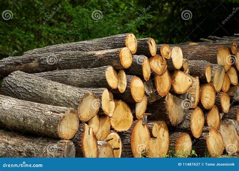 Oak Log Stock Image Image Of Detail Texture Forest 11487637