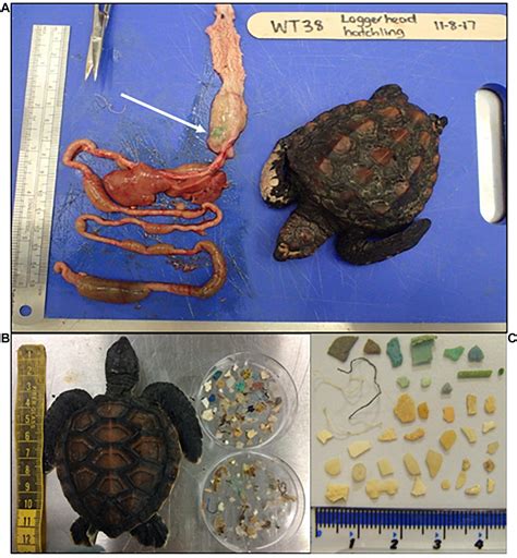 Frontiers Plastic Pollution And Small Juvenile Marine Turtles A