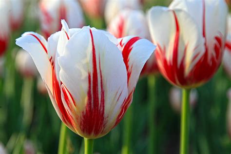 Keep Calm And Tulip On Canadian Tulip Festival Goes Virtual During COVID 19 Canadian Geographic