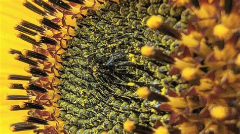 Google Pixel Cameras Explained Everything You Need To Know