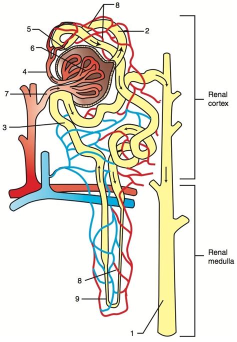 A P Urinary System Diagram Quizlet