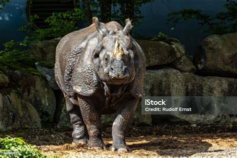 인도 코뿔소 코뿔소 유니코니스 일명 그레이터 원 뿔 코뿔소 기제류에 대한 스톡 사진 및 기타 이미지 기제류 대형 독일 Istock