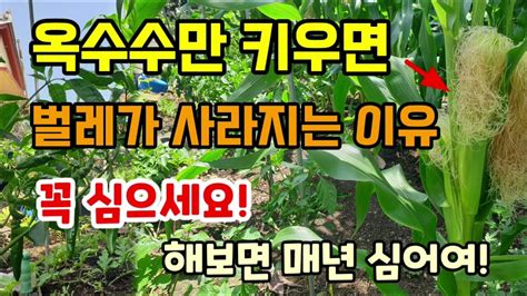 텃밭에 옥수수만 키우면 벌레가 사라지는 이유 한번 해보면 매년 옥수수 심습니다 Youtube