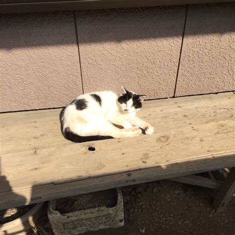 限界ハウス、ダメ家事男子。：週末家事の省エネモード 猫のように丸くなって暮らしたい